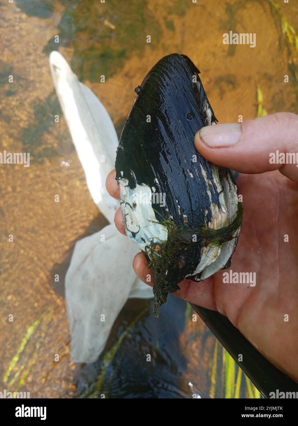 Eastern Elliptio (Elliptio complanata Stock Photo - Alamy