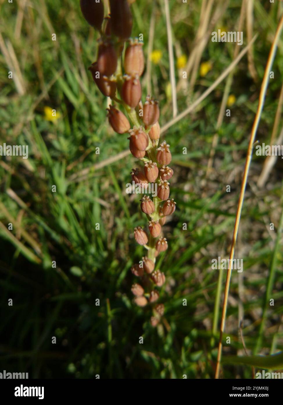 common arrowgrass (Triglochin maritima Stock Photo - Alamy