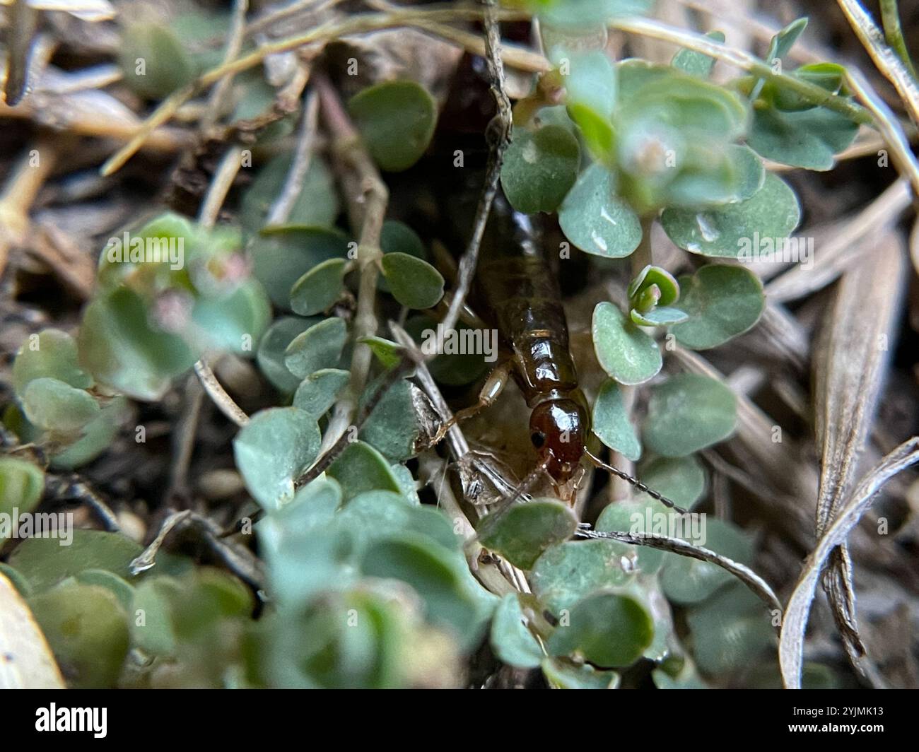 Euborellia annulipes hi-res stock photography and images - Alamy