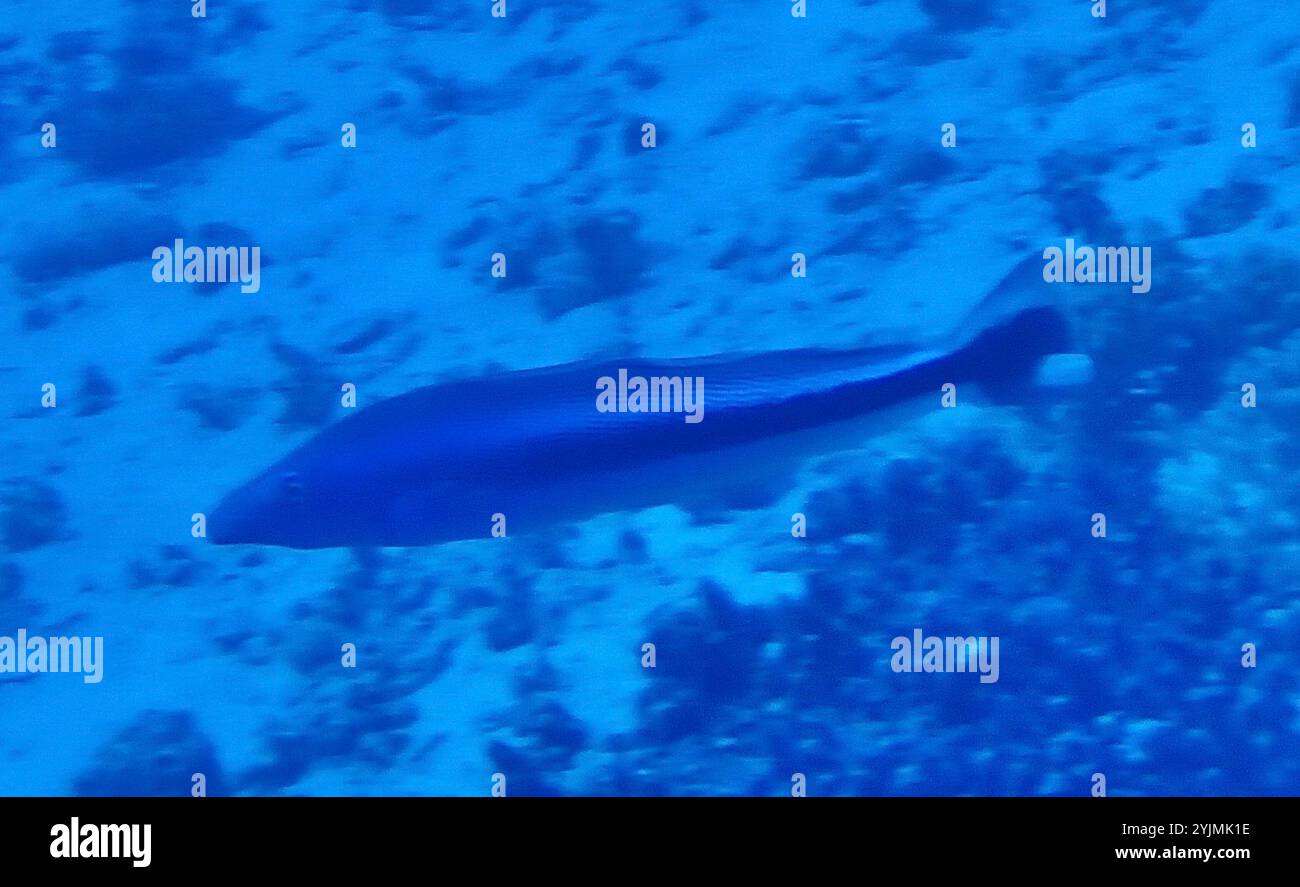 Blue Blanquillo (Malacanthus latovittatus Stock Photo - Alamy