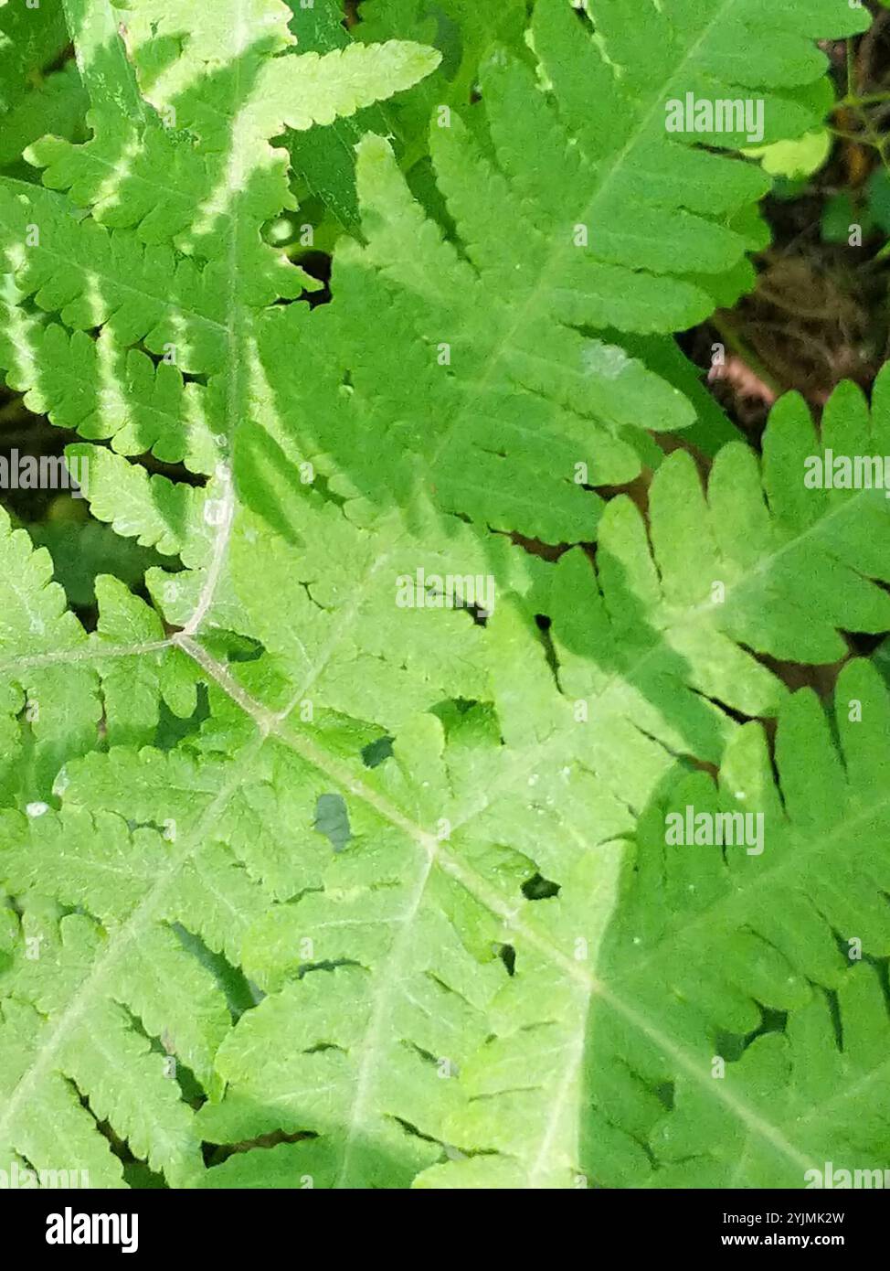 broad beech fern (Phegopteris hexagonoptera Stock Photo - Alamy