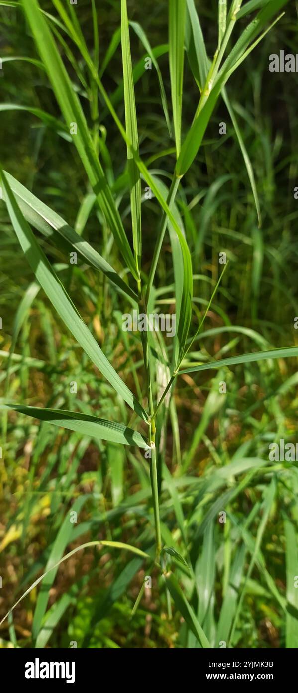 Scandinavian Small-reed (Calamagrostis purpurea Stock Photo - Alamy