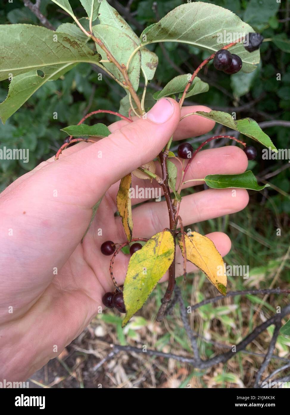 chokecherry (Prunus virginiana Stock Photo - Alamy