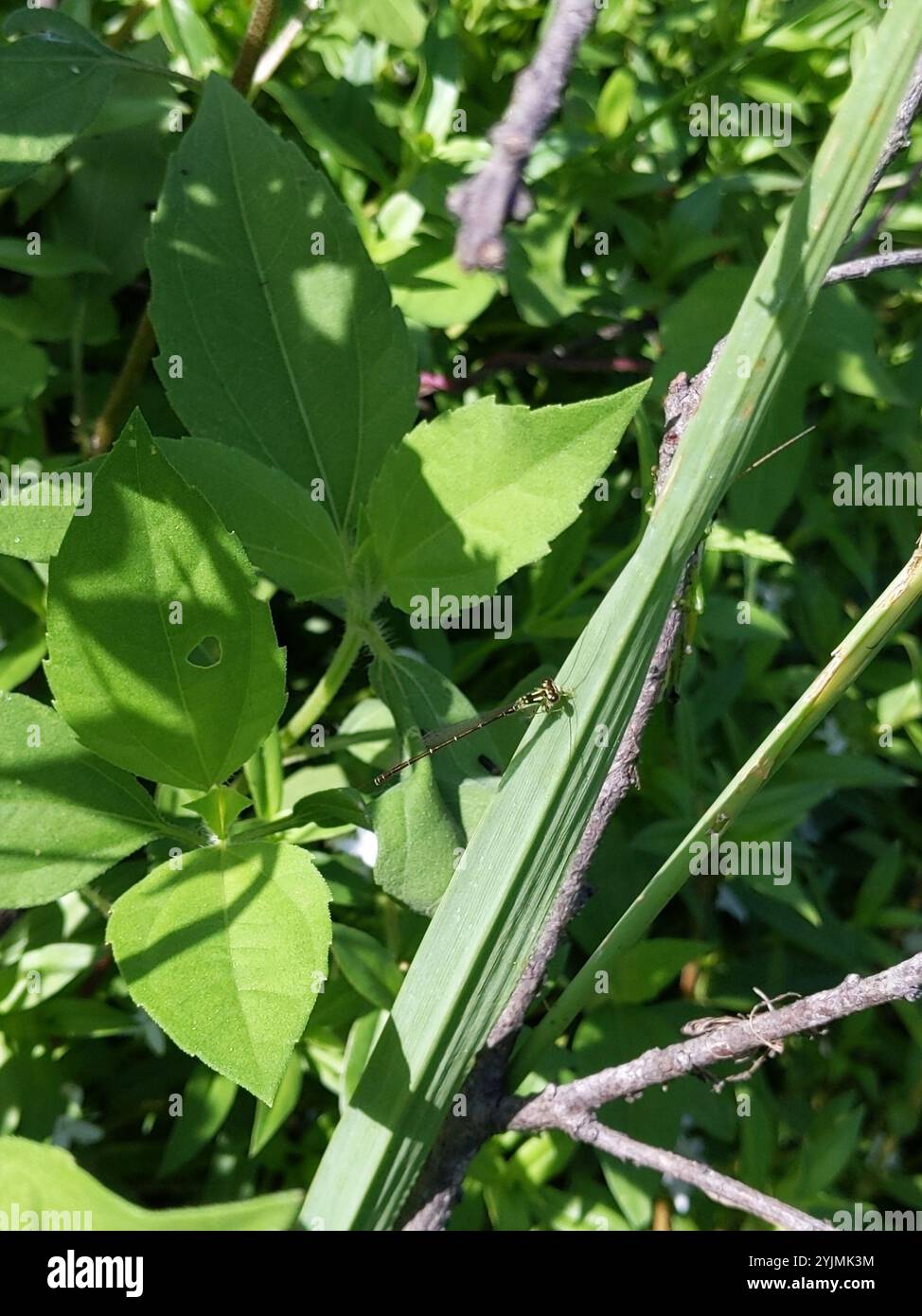Fragile Forktail (Ischnura posita Stock Photo - Alamy