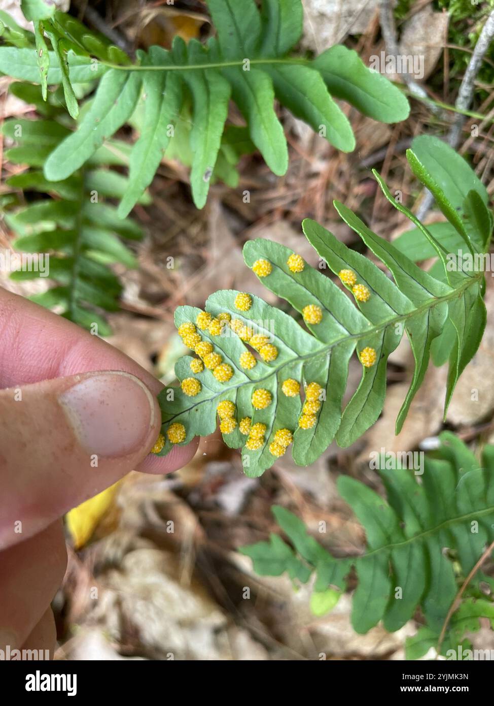 rock polypody (Polypodium virginianum Stock Photo - Alamy