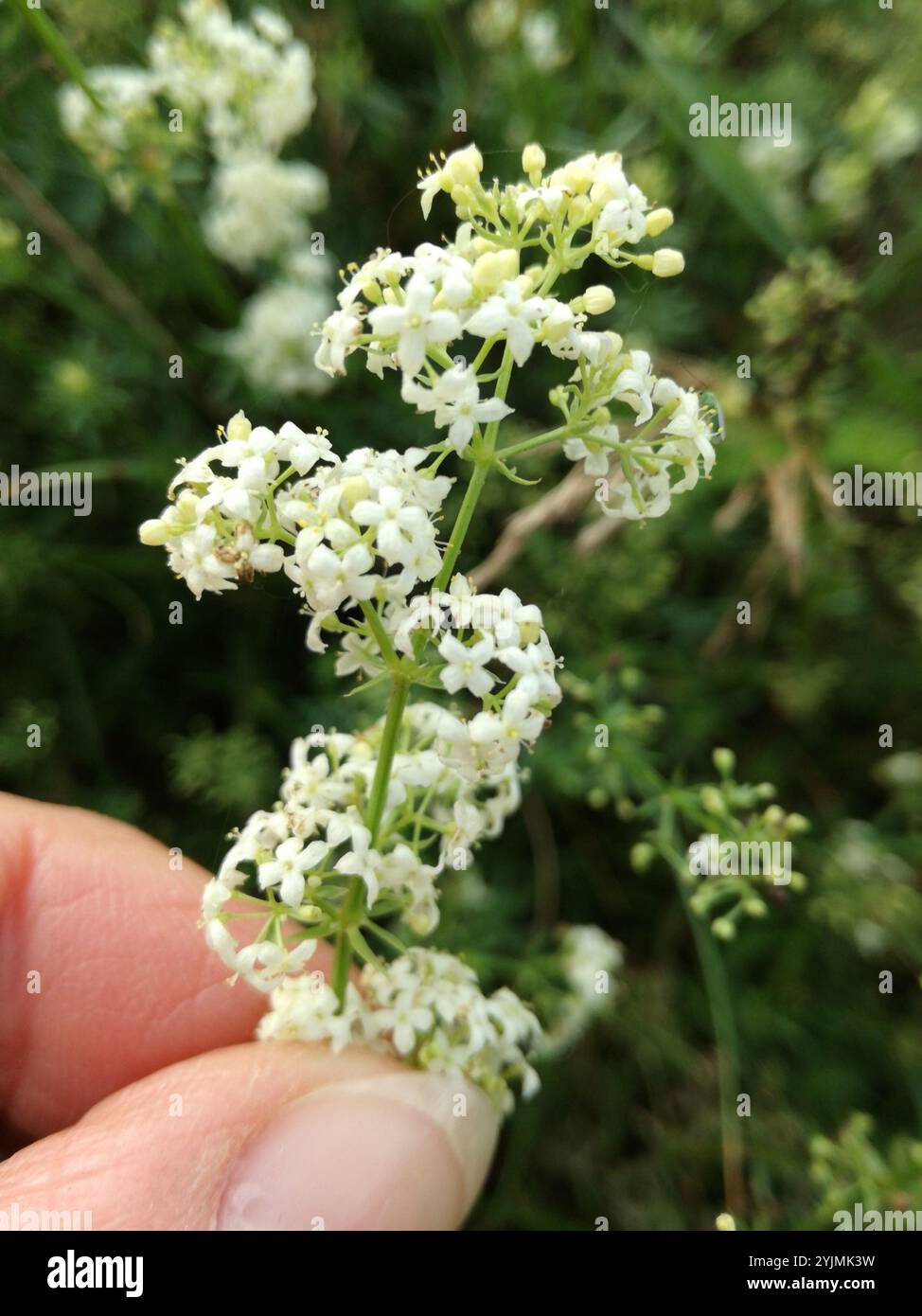 white bedstraw (Galium album Stock Photo - Alamy
