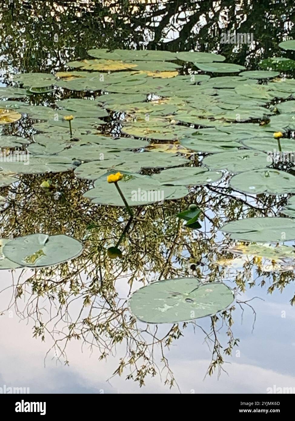 yellow water-lily (Nuphar lutea Stock Photo - Alamy
