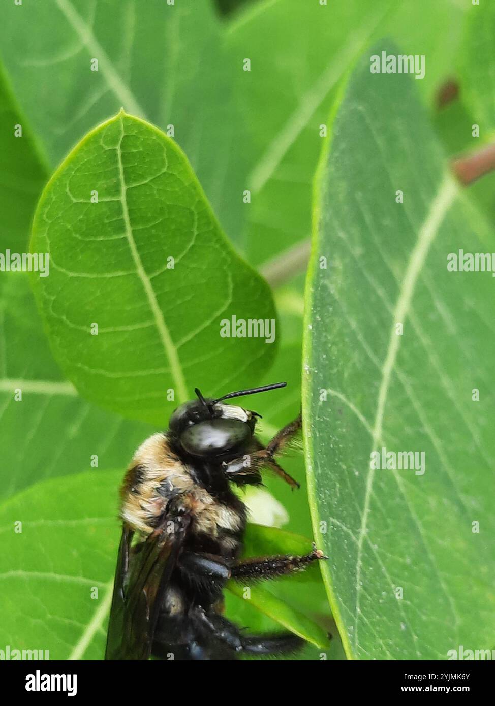 Virginia Carpenter Bee (Xylocopa virginica virginica Stock Photo - Alamy