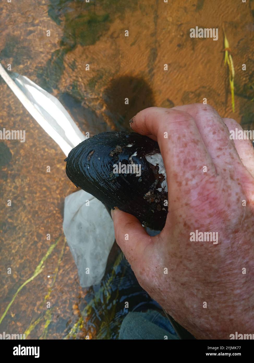 Eastern Elliptio (Elliptio complanata Stock Photo - Alamy