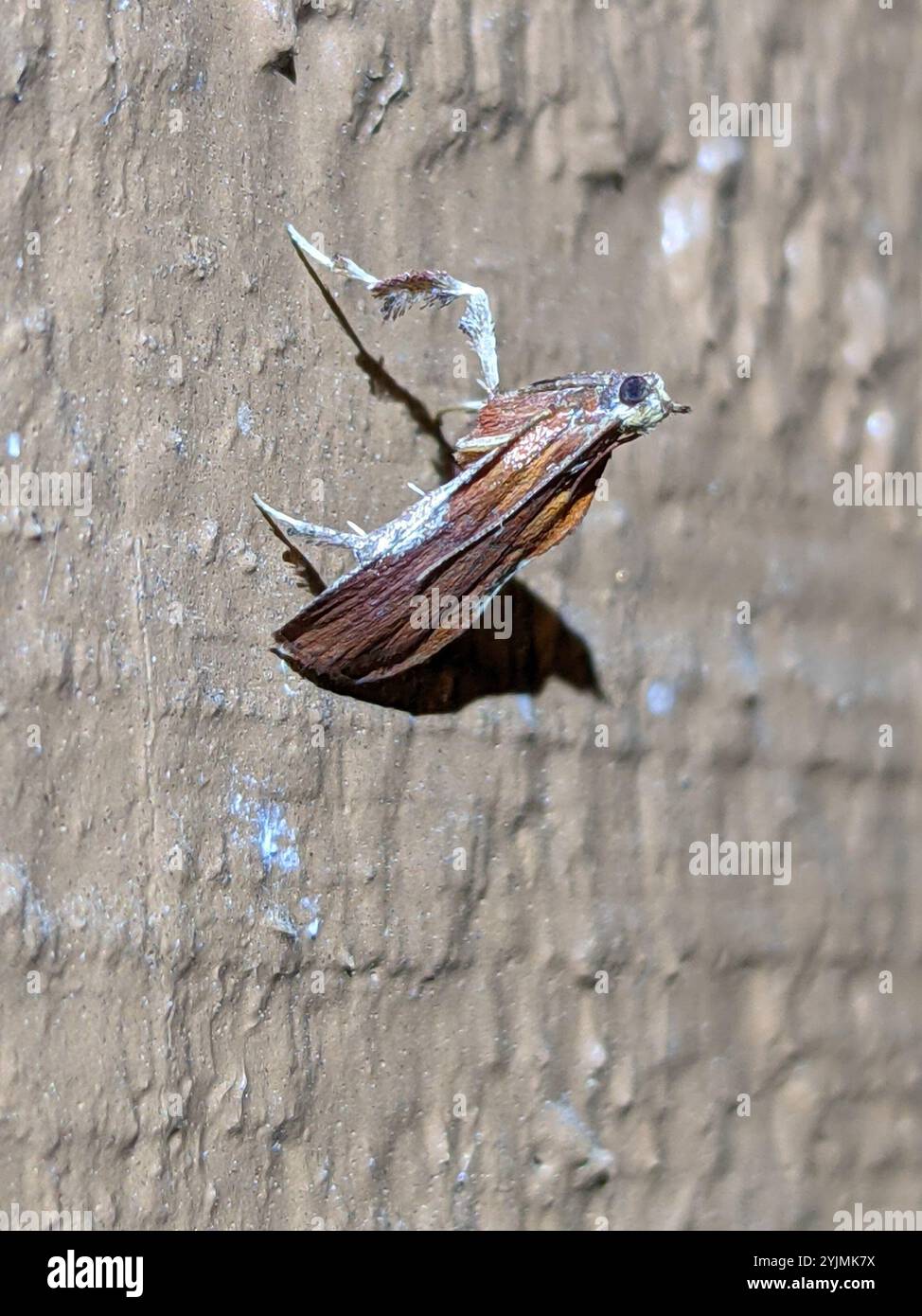 Leaftier moth hi-res stock photography and images - Alamy