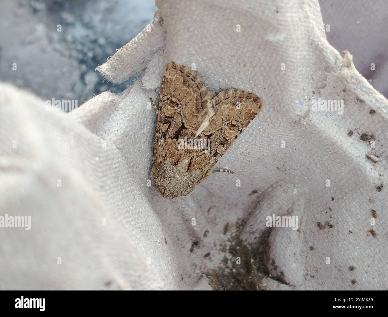 Flounced Rustic (Luperina testacea Stock Photo - Alamy