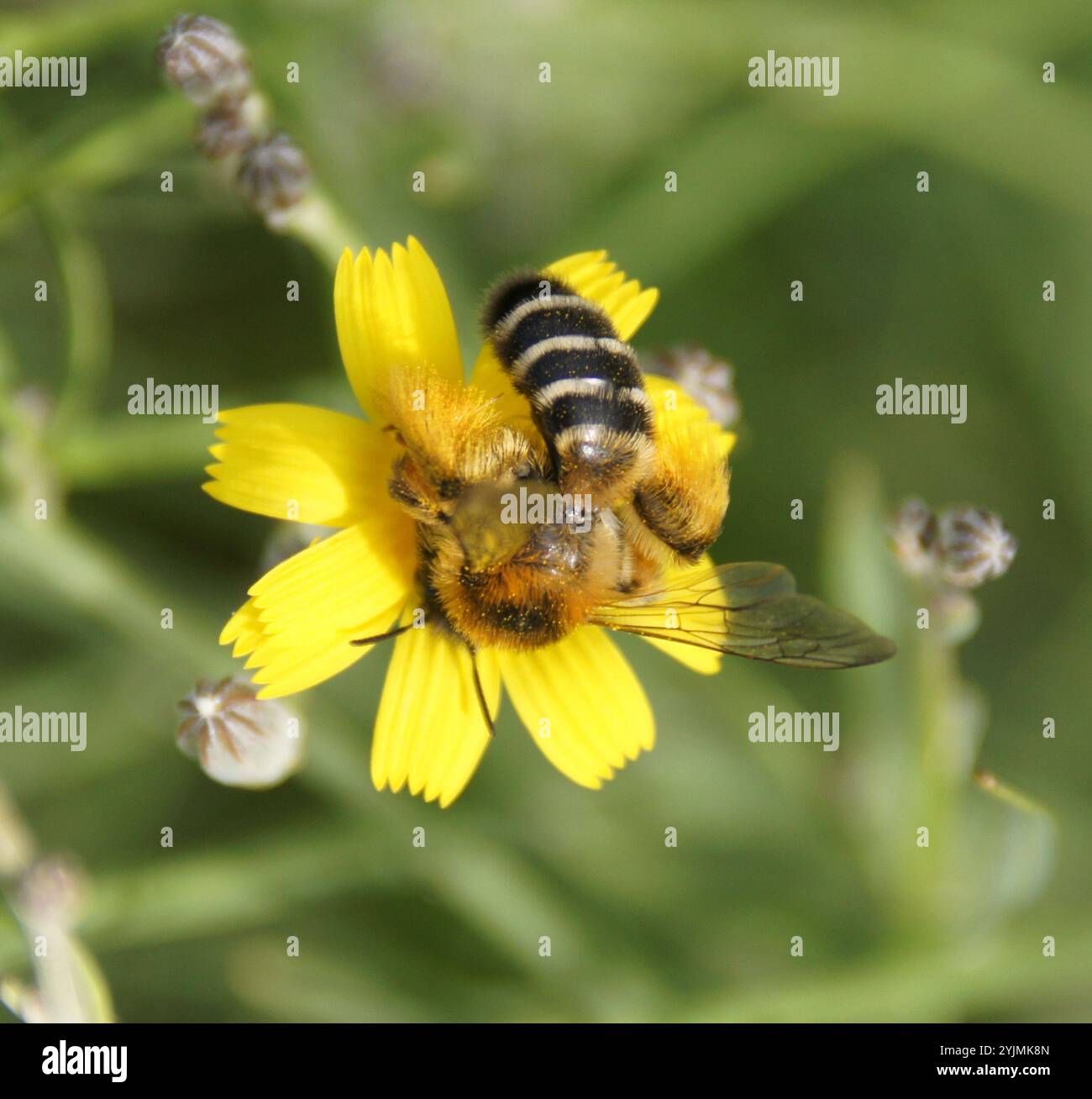 Common Pantaloon Bee (Dasypoda hirtipes Stock Photo - Alamy