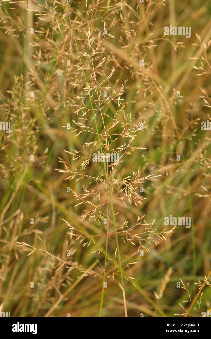 colonial bent (Agrostis capillaris Stock Photo - Alamy