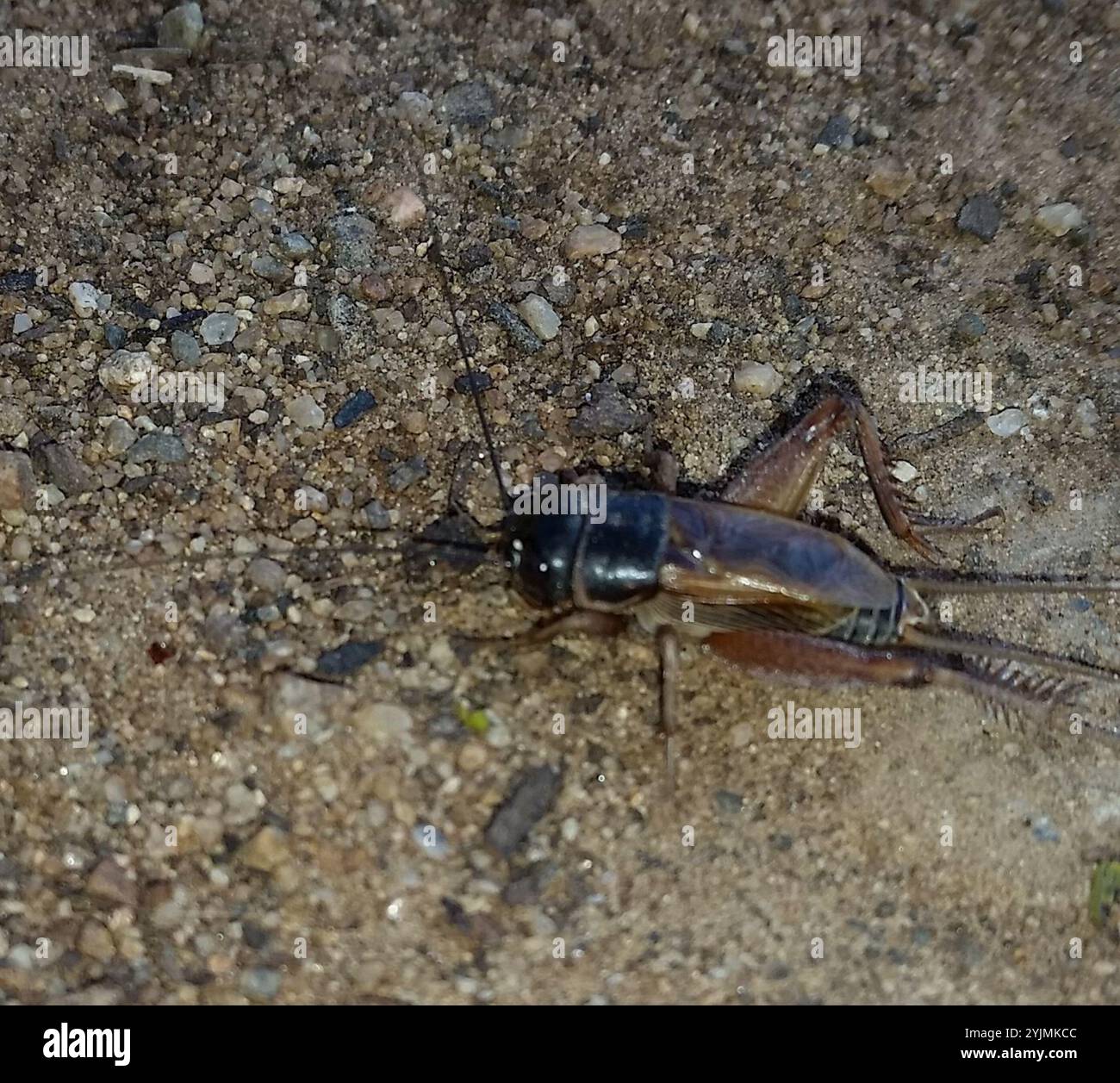 Variable Field Cricket (Gryllus lineaticeps Stock Photo - Alamy Variable Field Cricket (Gryllus lineaticeps Stock Photo - Alamy