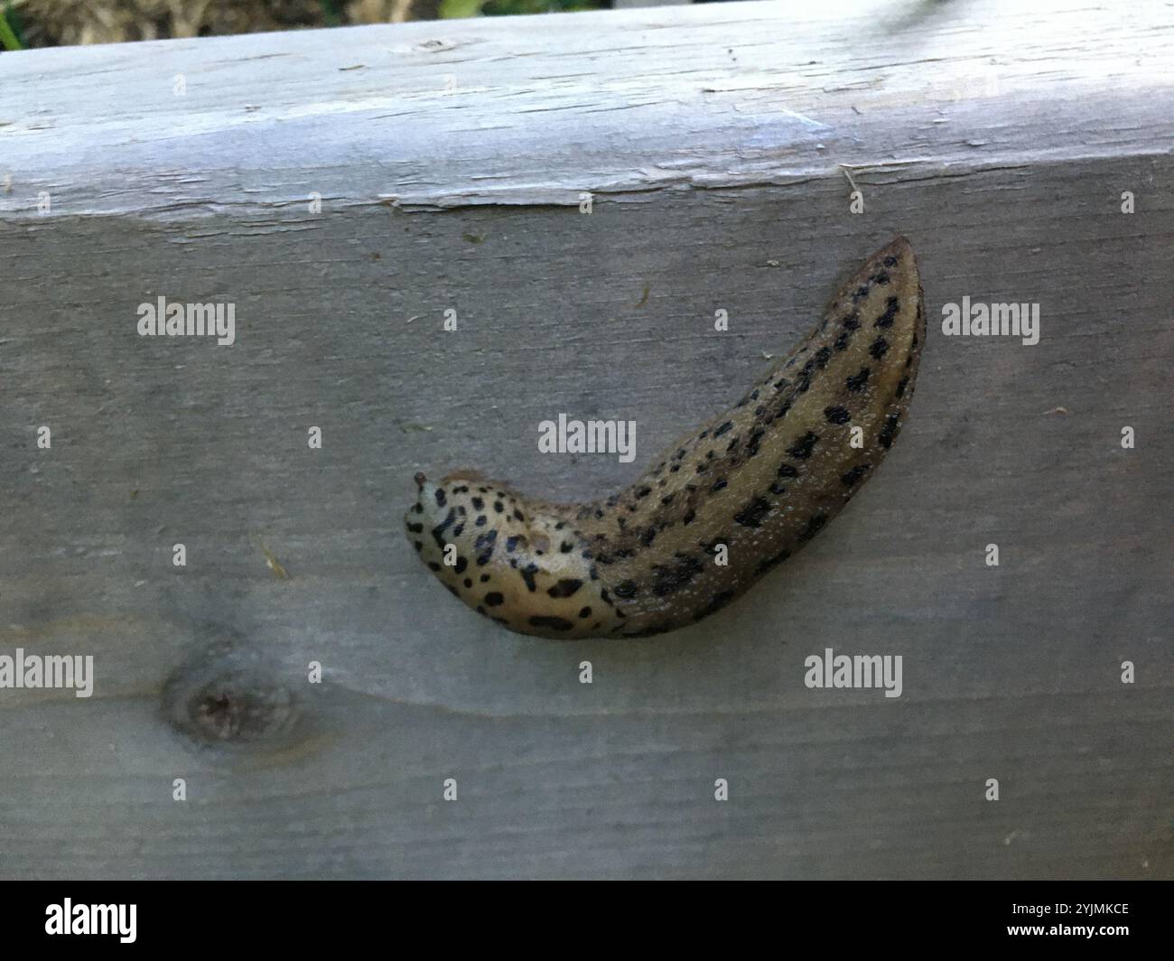 Leopard Slug (Limax maximus Stock Photo - Alamy