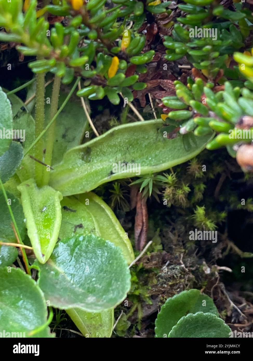 Common Butterwort (Pinguicula vulgaris Stock Photo - Alamy