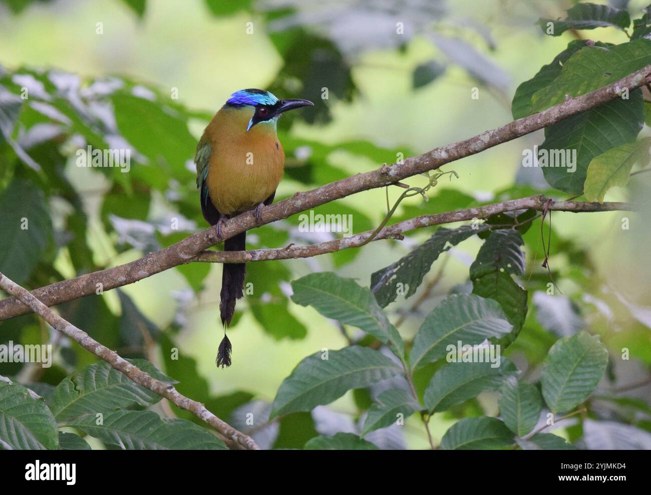 Lessons motmot momotus lessonii hi-res stock photography and images - Alamy