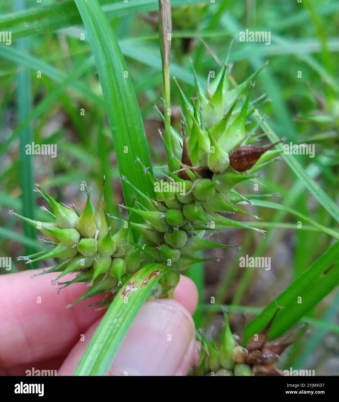 hop sedge (Carex lupulina Stock Photo - Alamy