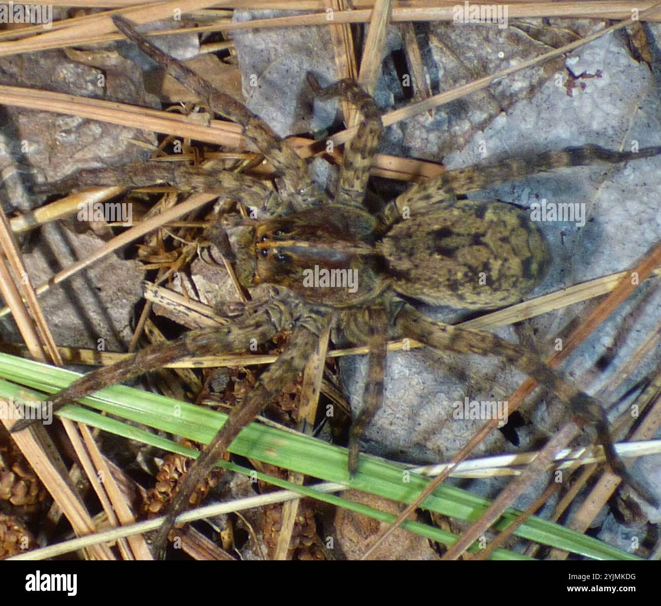 Georgia Wolf Spider (Tigrosa georgicola Stock Photo - Alamy