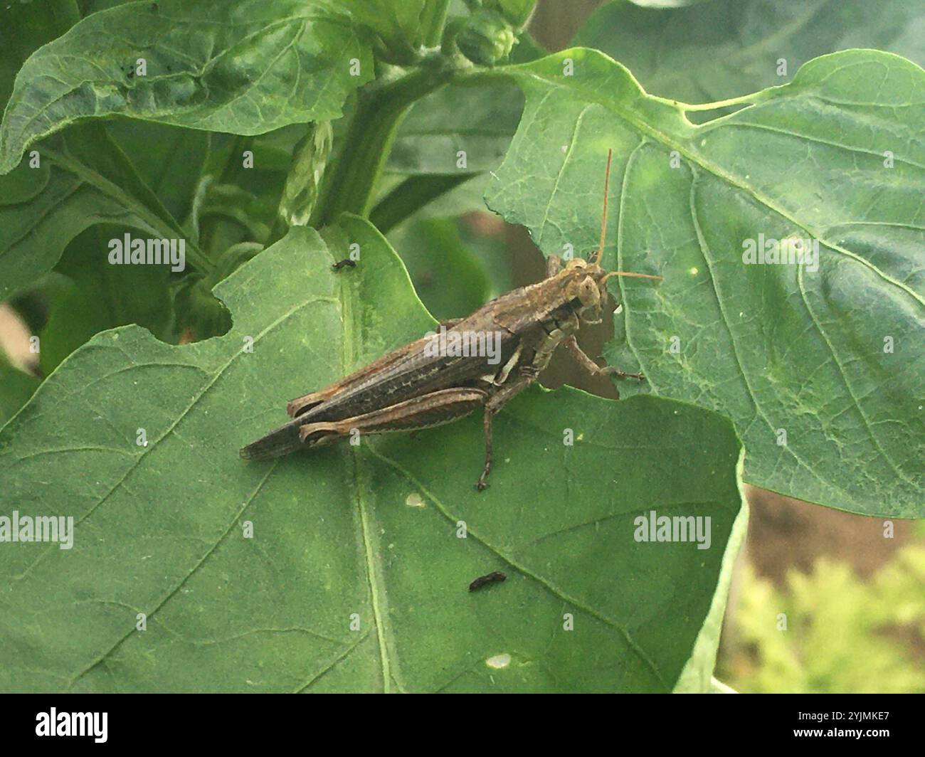 Spur-throated Grasshoppers (Melanoplinae Stock Photo - Alamy