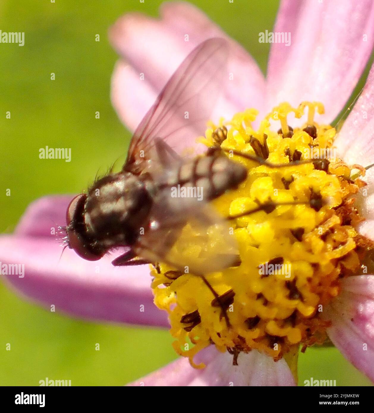 Root-maggot Flies (Anthomyiidae Stock Photo - Alamy