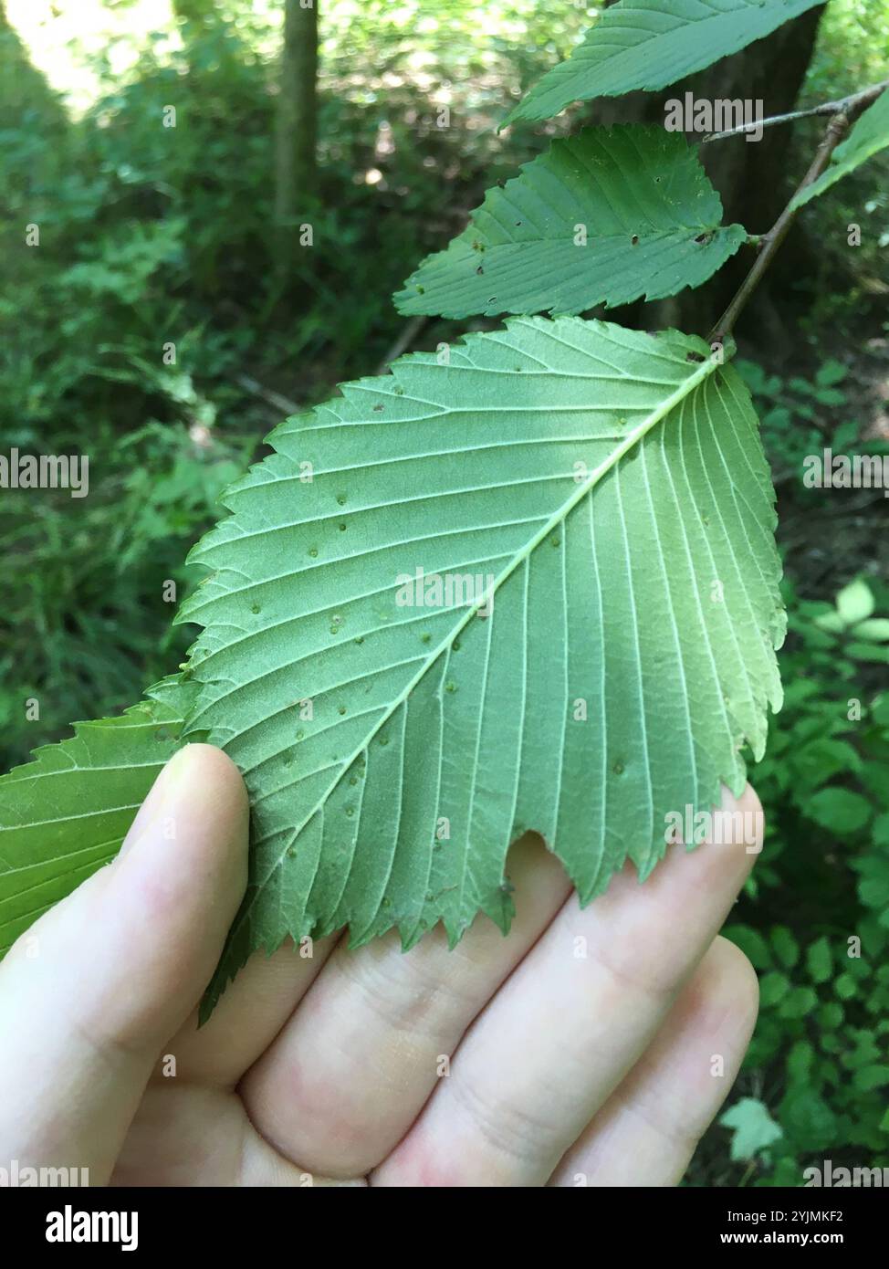 Elm Leaf Gall Mite (Aceria campestricola Stock Photo - Alamy