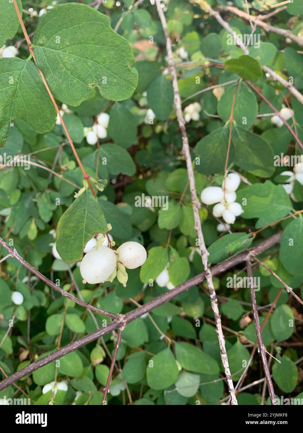 Common Snowberry (Symphoricarpos albus Stock Photo - Alamy