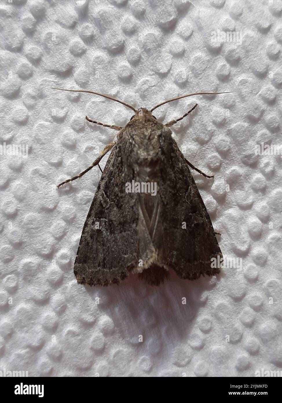 Glassy Cutworm Moth (Apamea devastator Stock Photo - Alamy