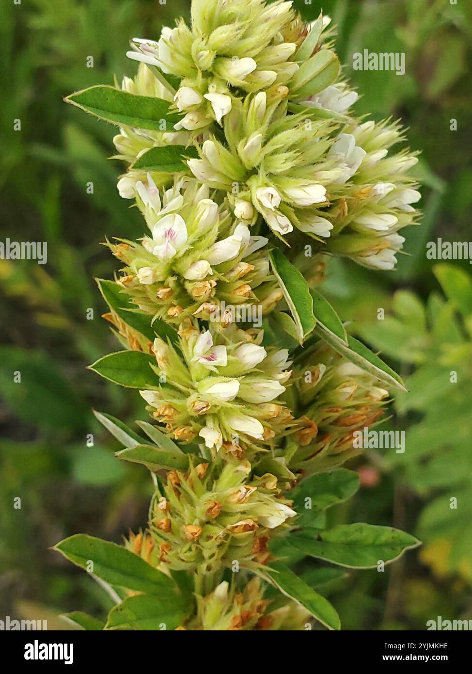 round-headed bush clover (Lespedeza capitata Stock Photo - Alamy