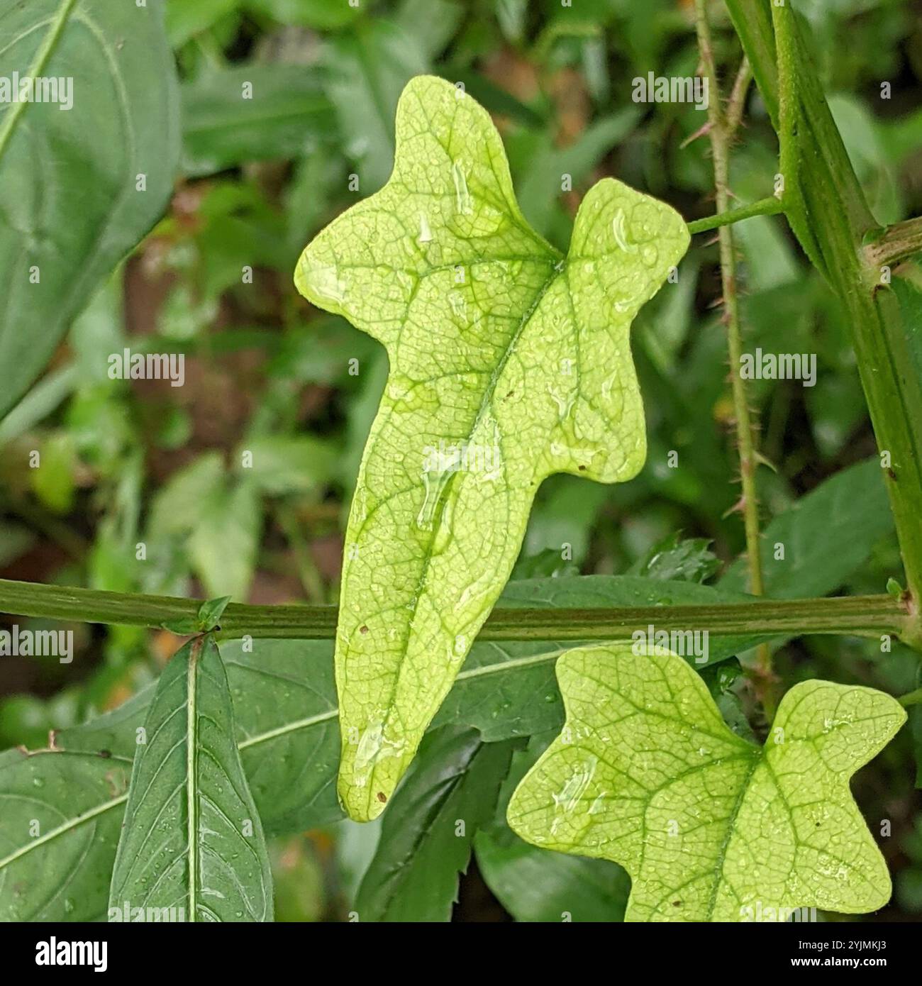 Carolina snailseed (Nephroia carolina Stock Photo - Alamy