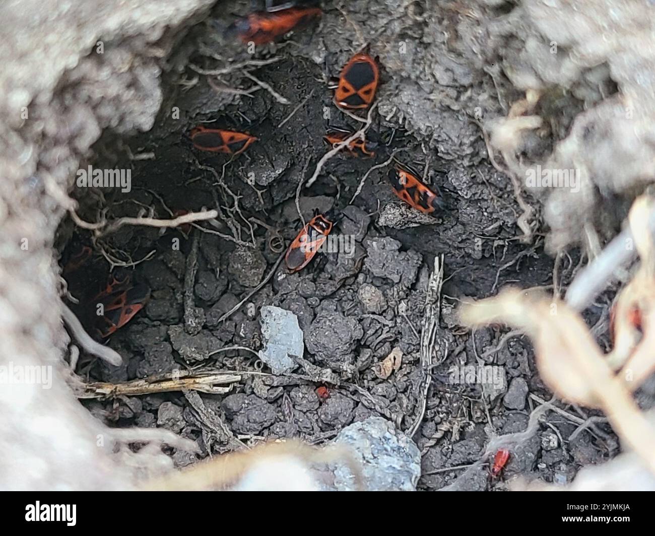 Mediterranean red bug (Scantius aegyptius Stock Photo - Alamy