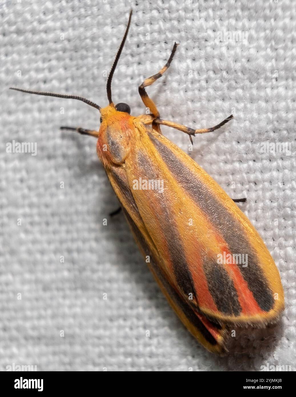 Painted Lichen Moth (Hypoprepia fucosa Stock Photo - Alamy