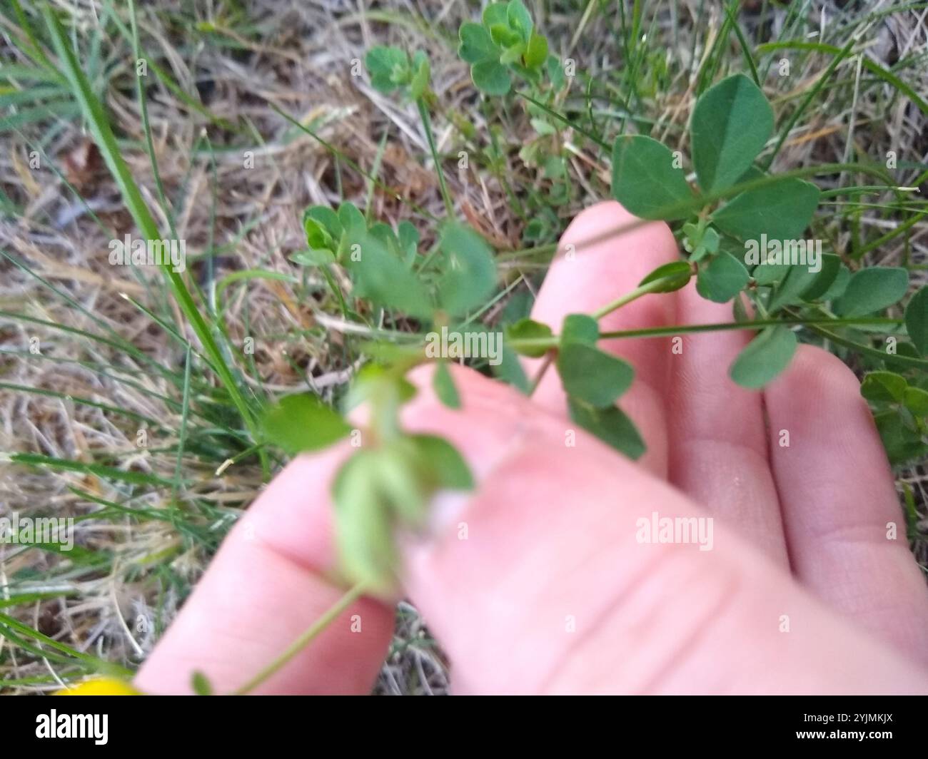 bird's-foot trefoils (Lotus Stock Photo - Alamy