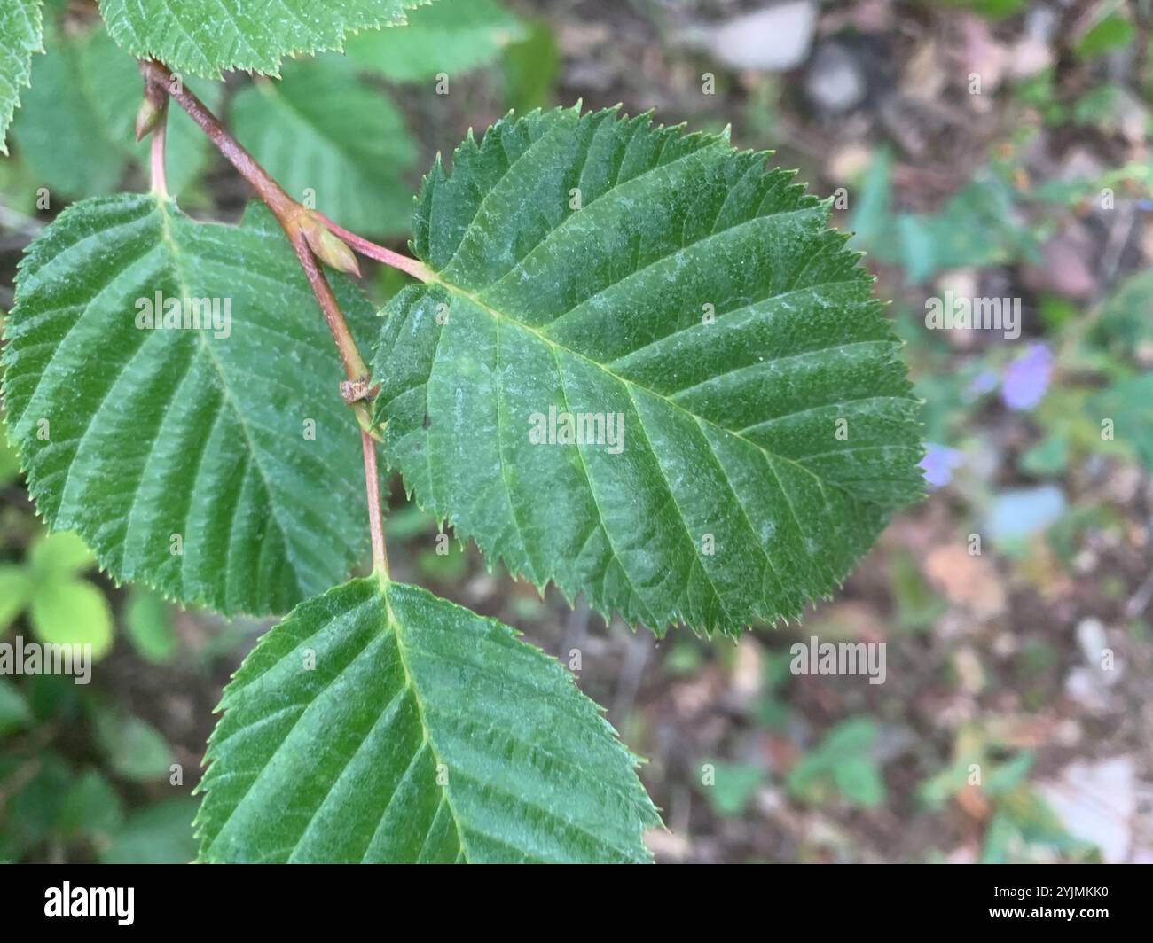 green alder (Alnus alnobetula Stock Photo - Alamy