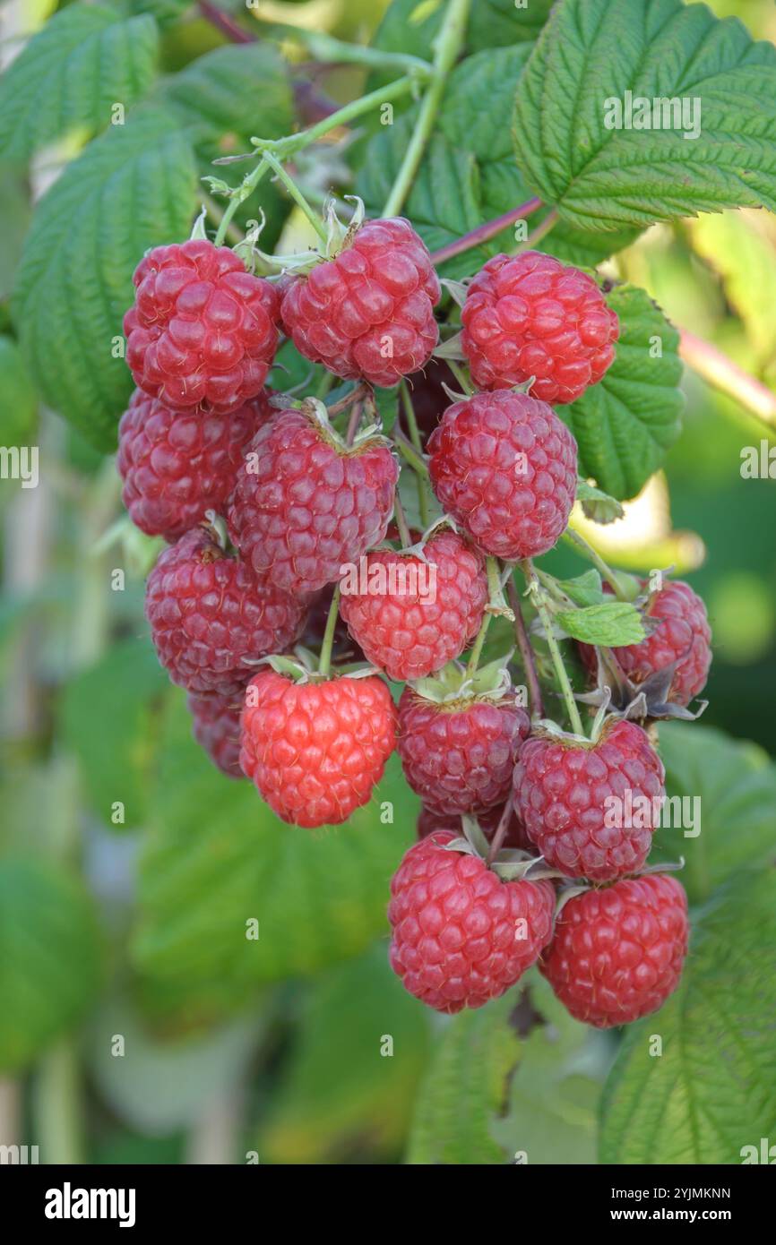 Twice bearing raspberry hi-res stock photography and images - Alamy