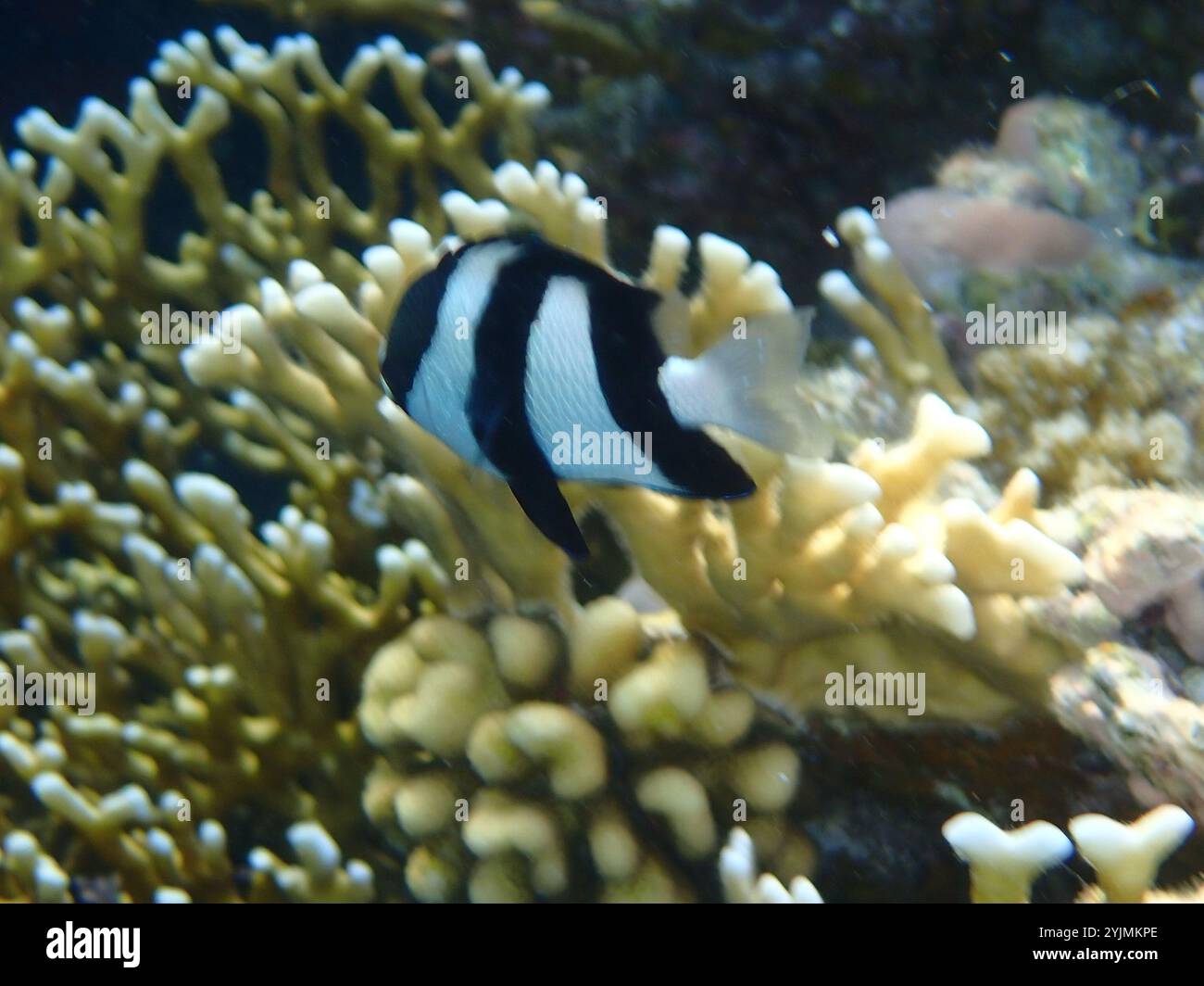 Indian ocean humbug hi-res stock photography and images - Alamy
