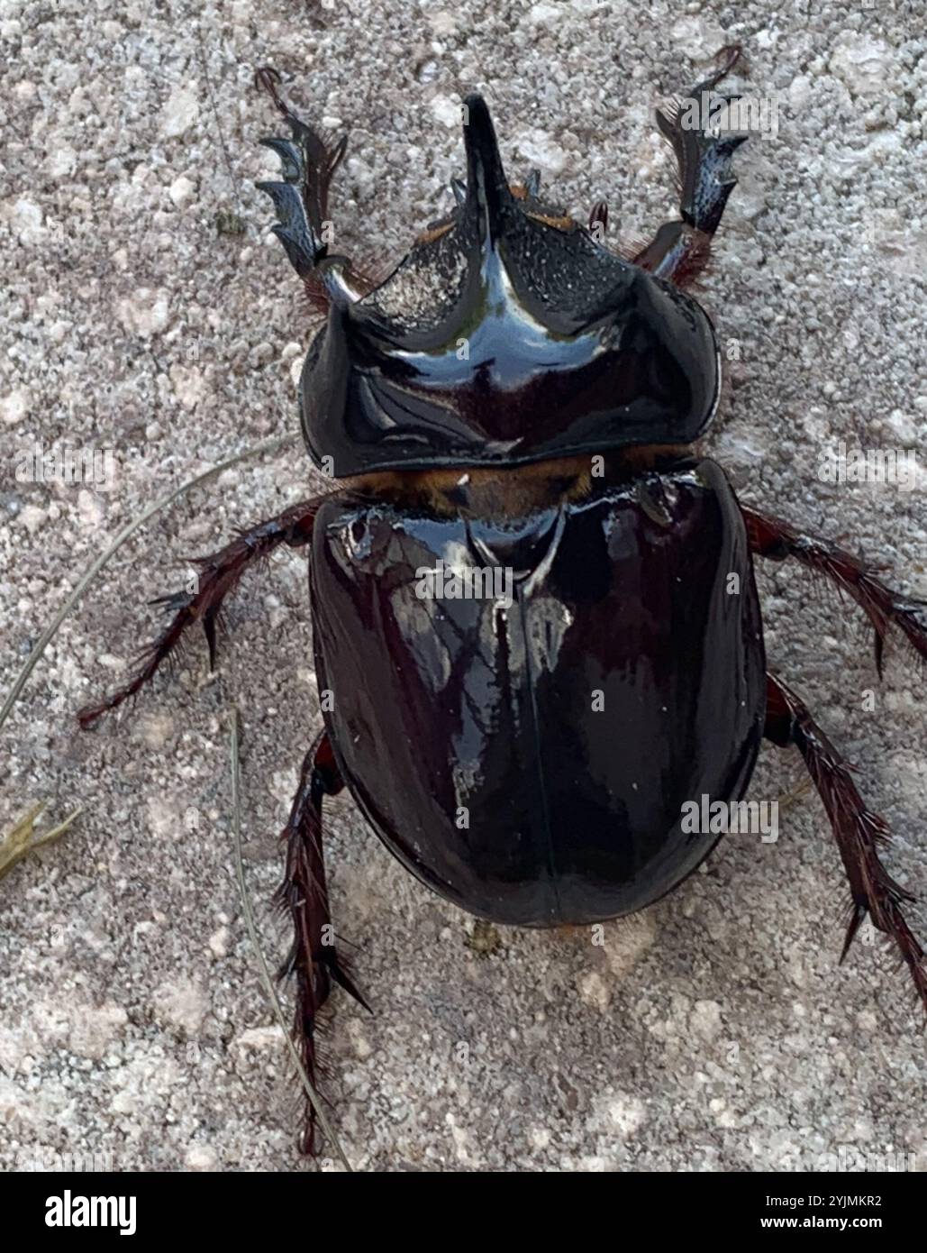 Smooth Ox Beetle (Strategus antaeus Stock Photo - Alamy