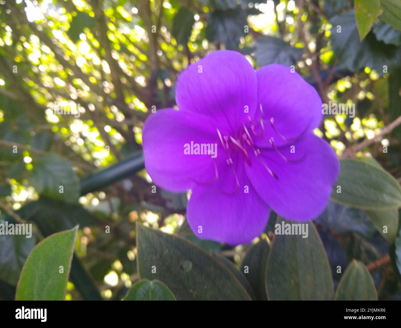 Glory bush (Pleroma urvilleanum Stock Photo - Alamy