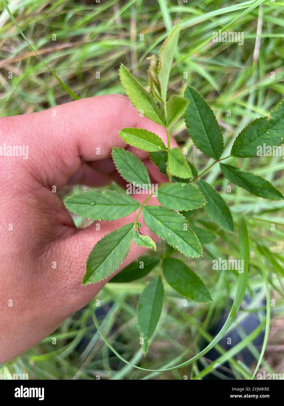 swamp rose (Rosa palustris Stock Photo - Alamy