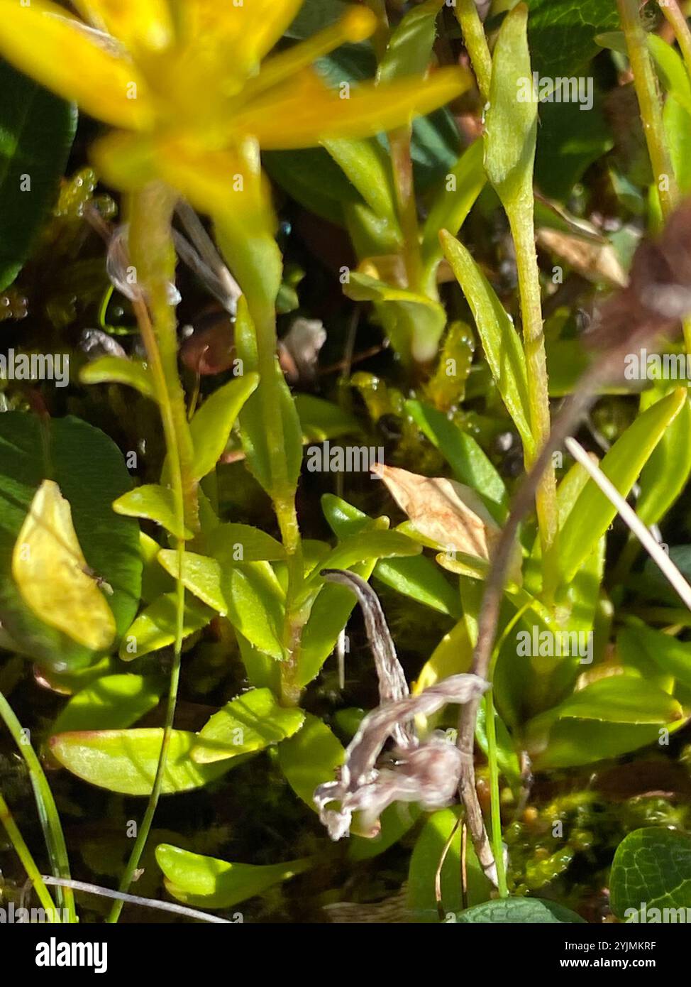 Saxifraga hirculus hi-res stock photography and images - Alamy