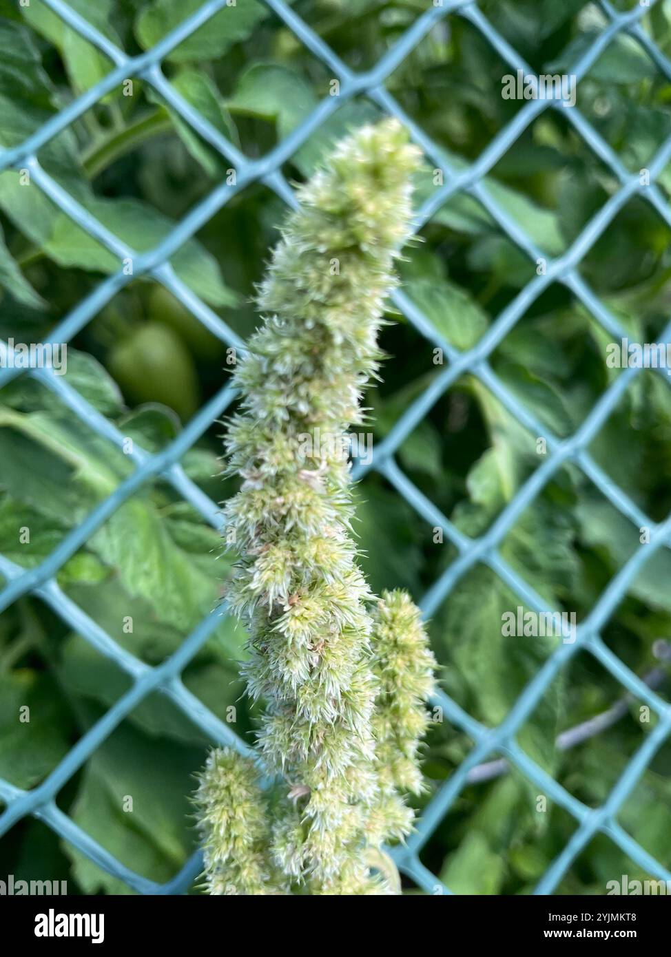 Redroot Amaranth (Amaranthus retroflexus Stock Photo - Alamy