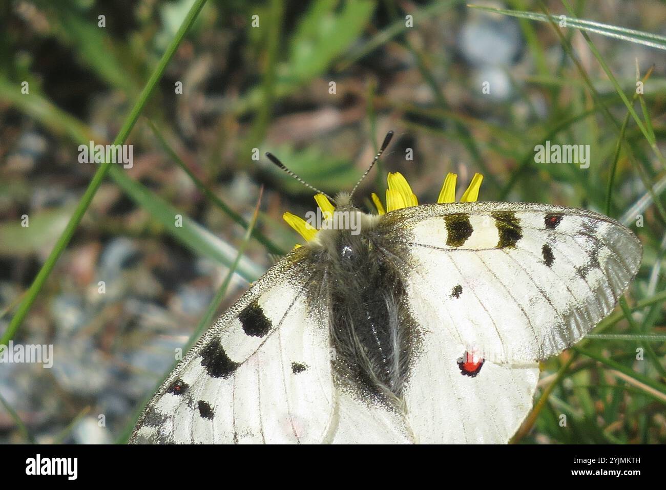 Phoebus Apollo (Parnassius phoebus Stock Photo - Alamy