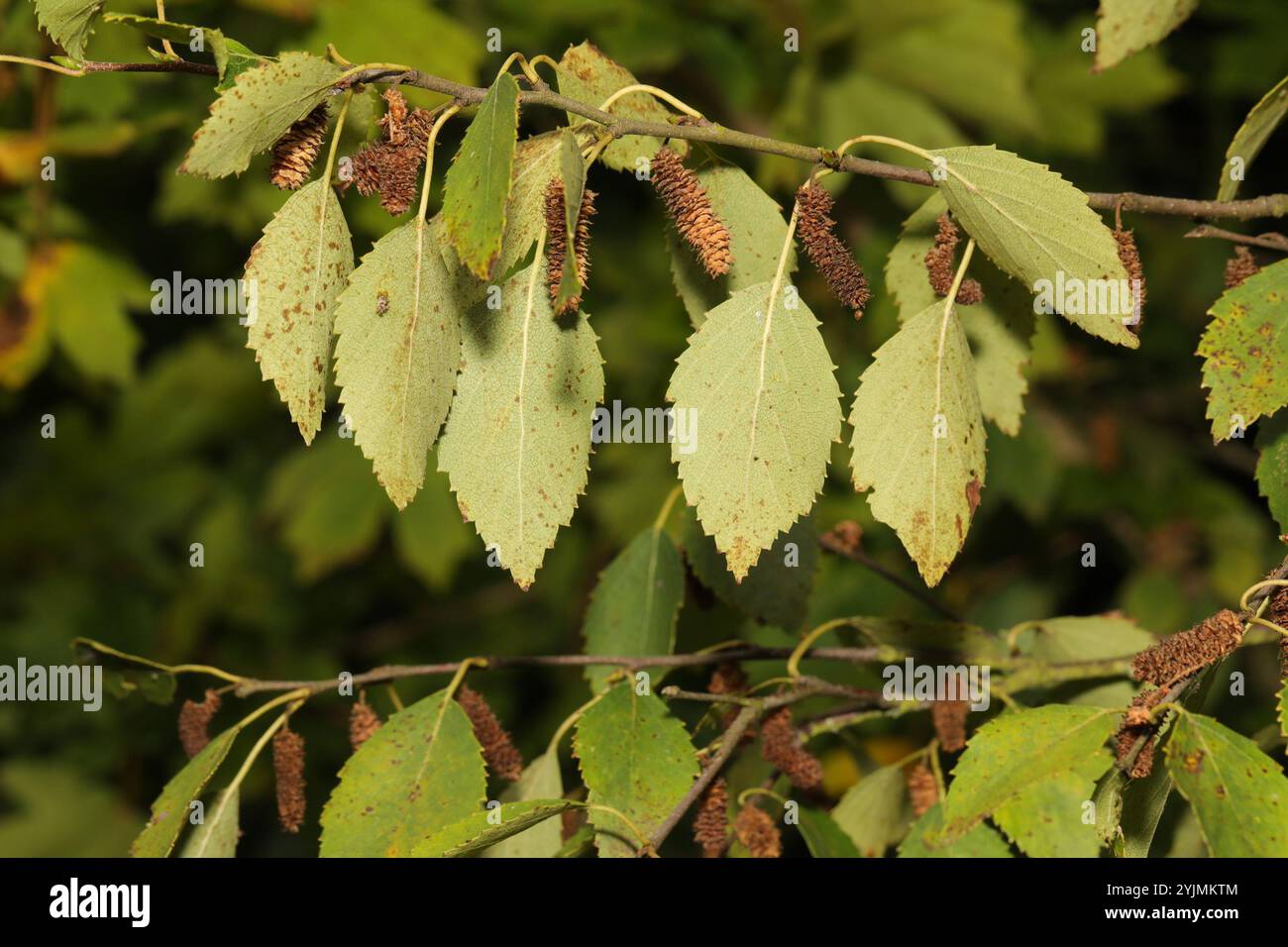Downy Birch (Betula pubescens Stock Photo - Alamy
