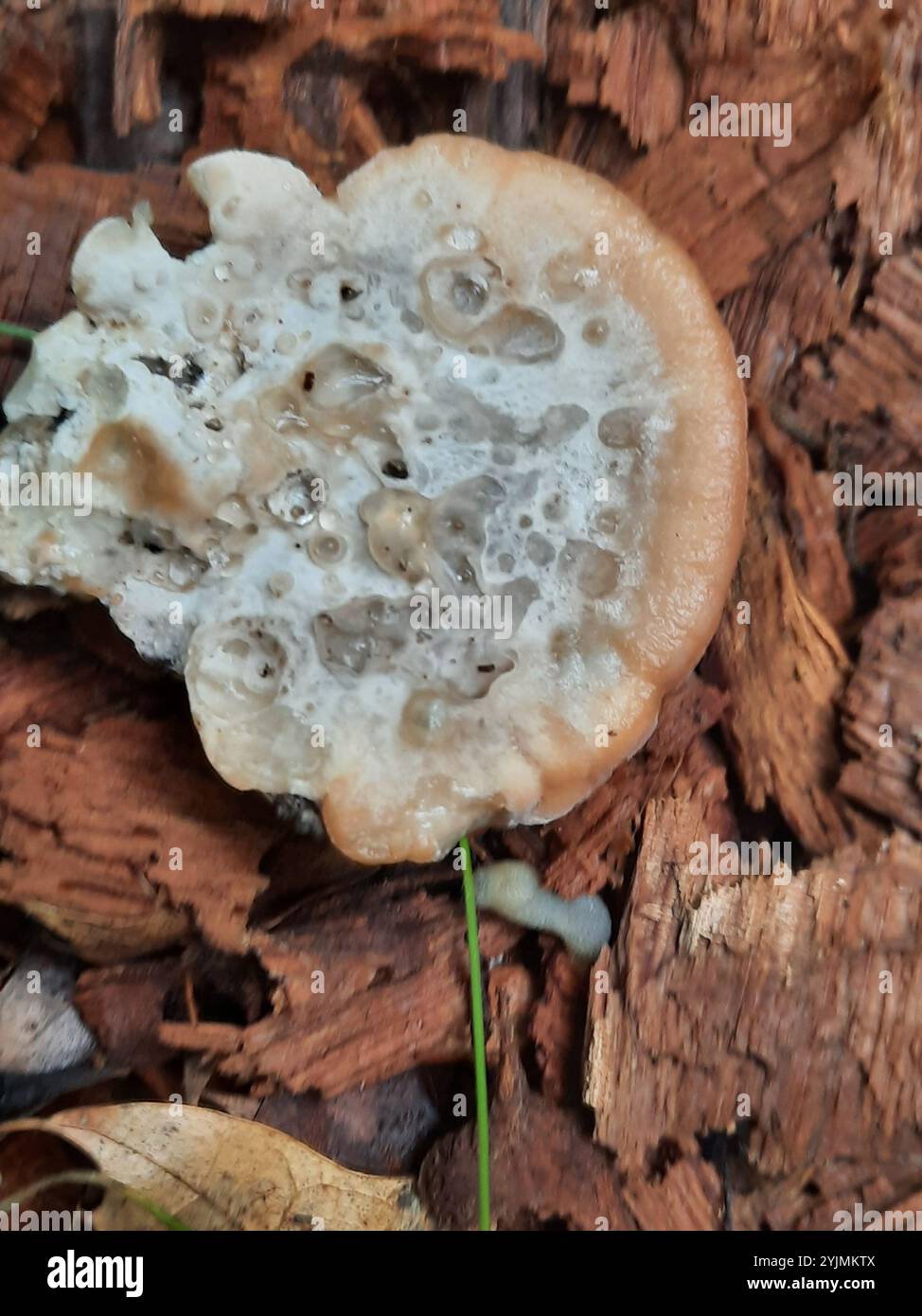green cheese polypore (Fomitopsis spraguei Stock Photo - Alamy