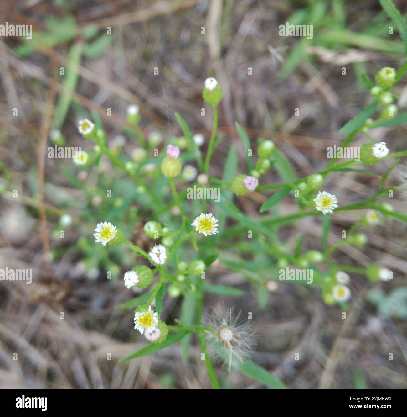 horseweed (Erigeron canadensis Stock Photo - Alamy