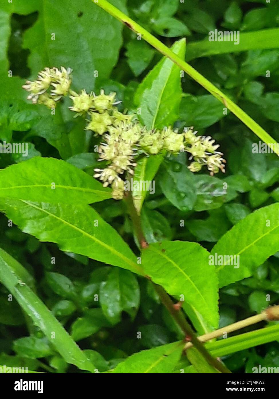 Penthorum hi-res stock photography and images - Alamy