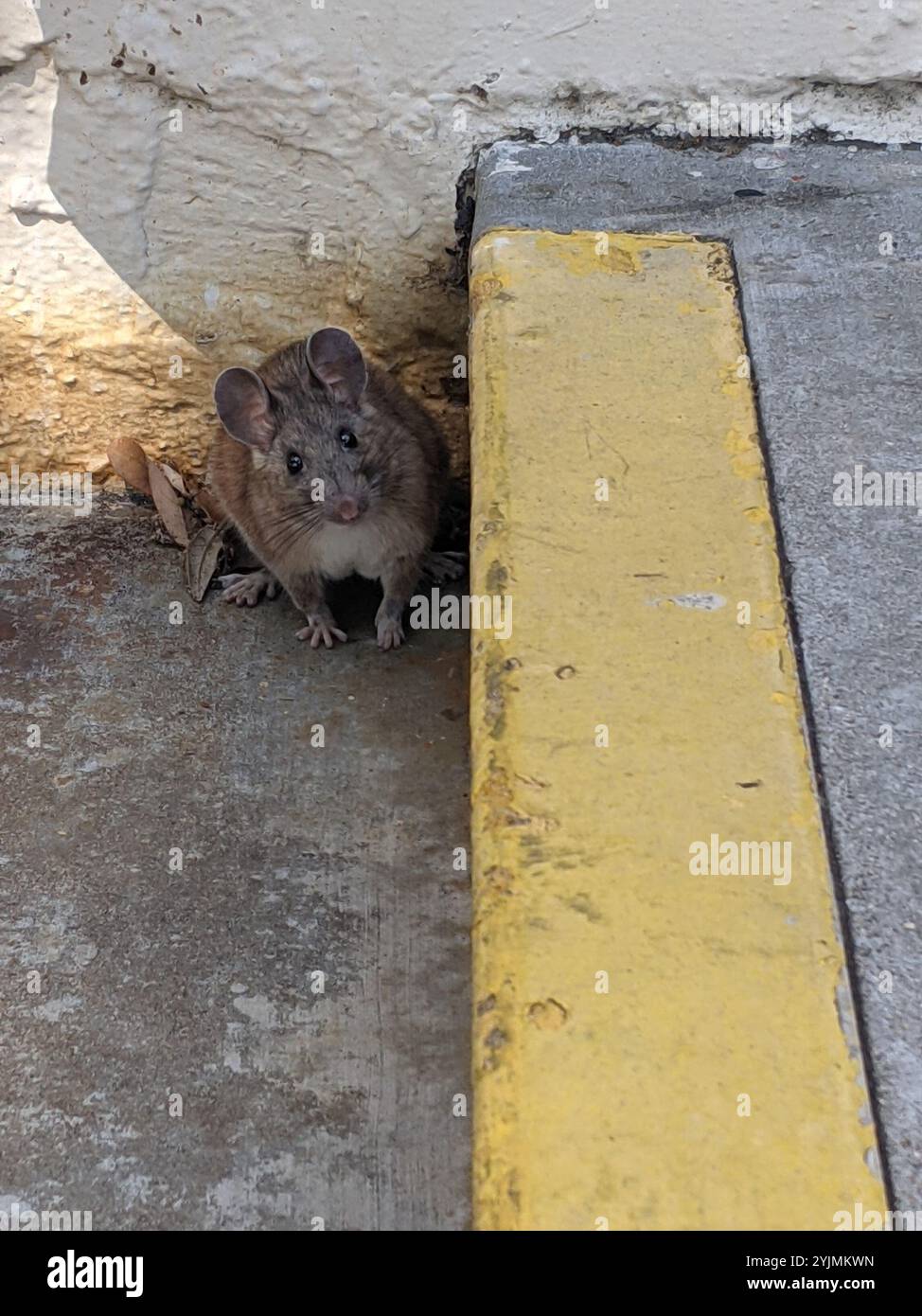 Neotoma macrotis hi-res stock photography and images - Alamy