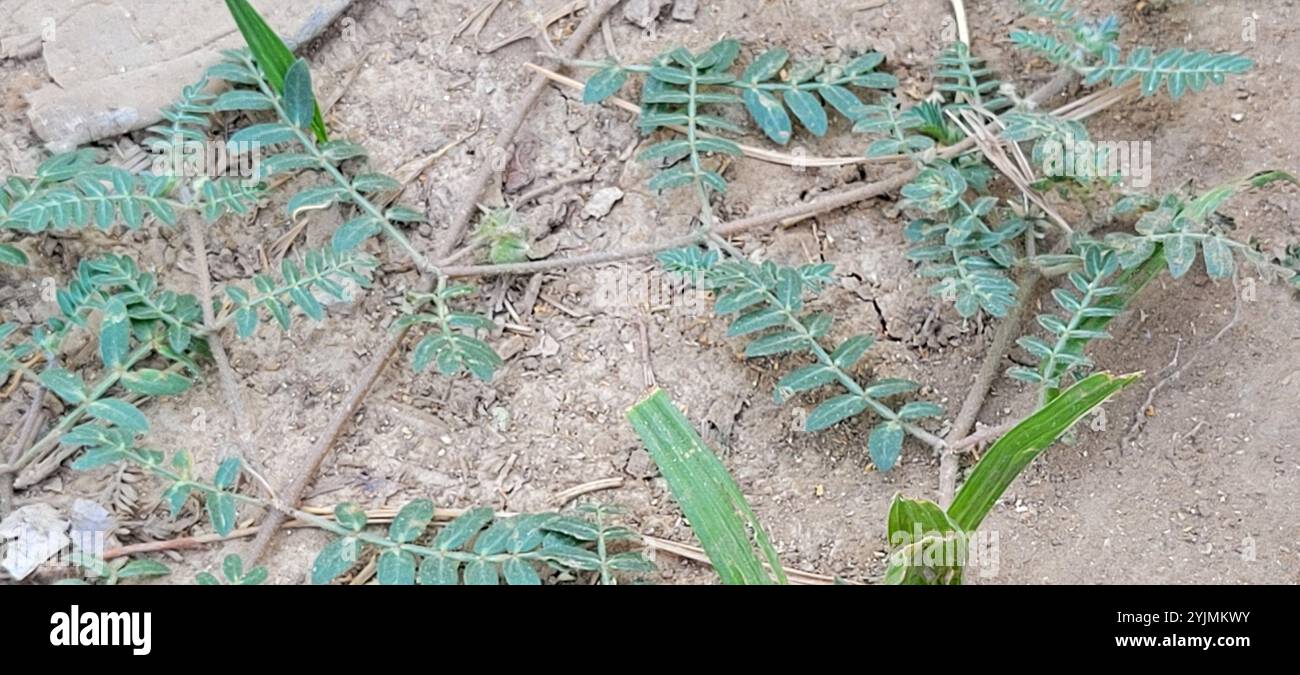 Puncture vine tribulus terrestris hi-res stock photography and images ...
