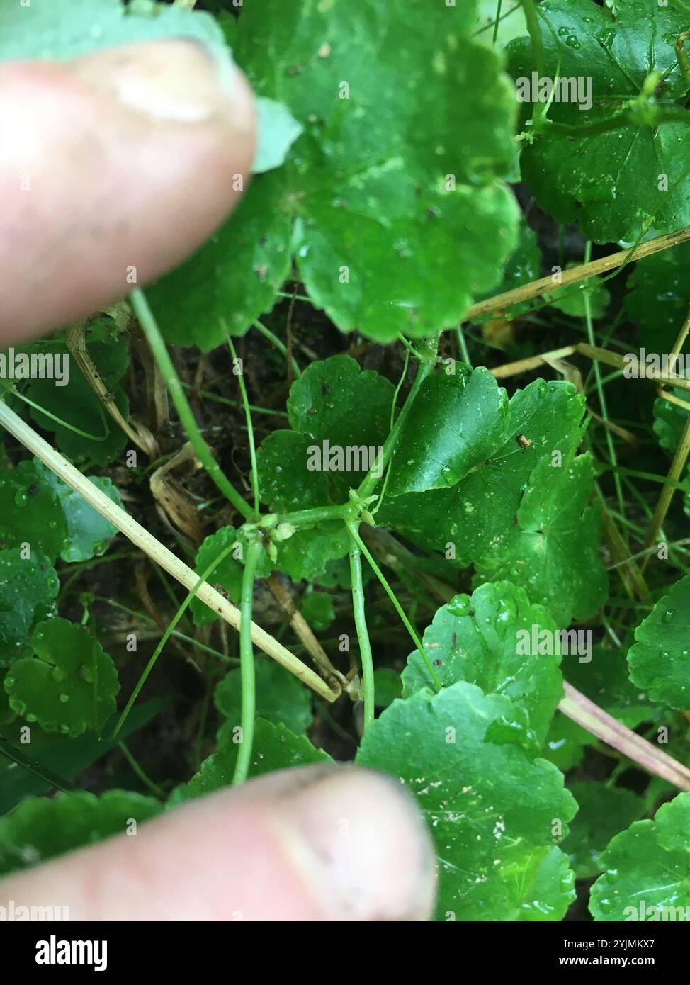 American Water-pennywort (Hydrocotyle americana Stock Photo - Alamy