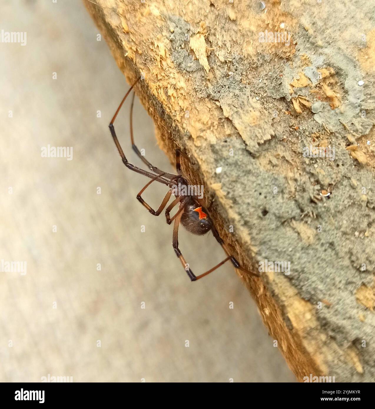 Brown Widow (Latrodectus geometricus Stock Photo - Alamy